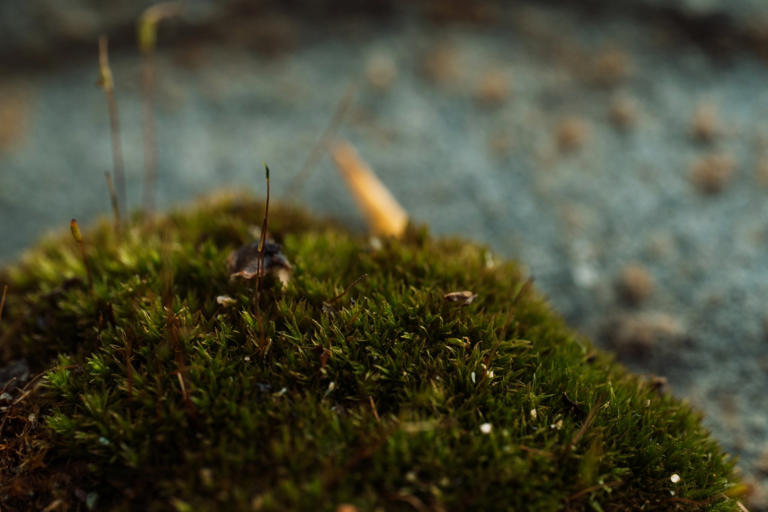‘Killer fungus’ found in UK – here’s why it’s not a bad thing