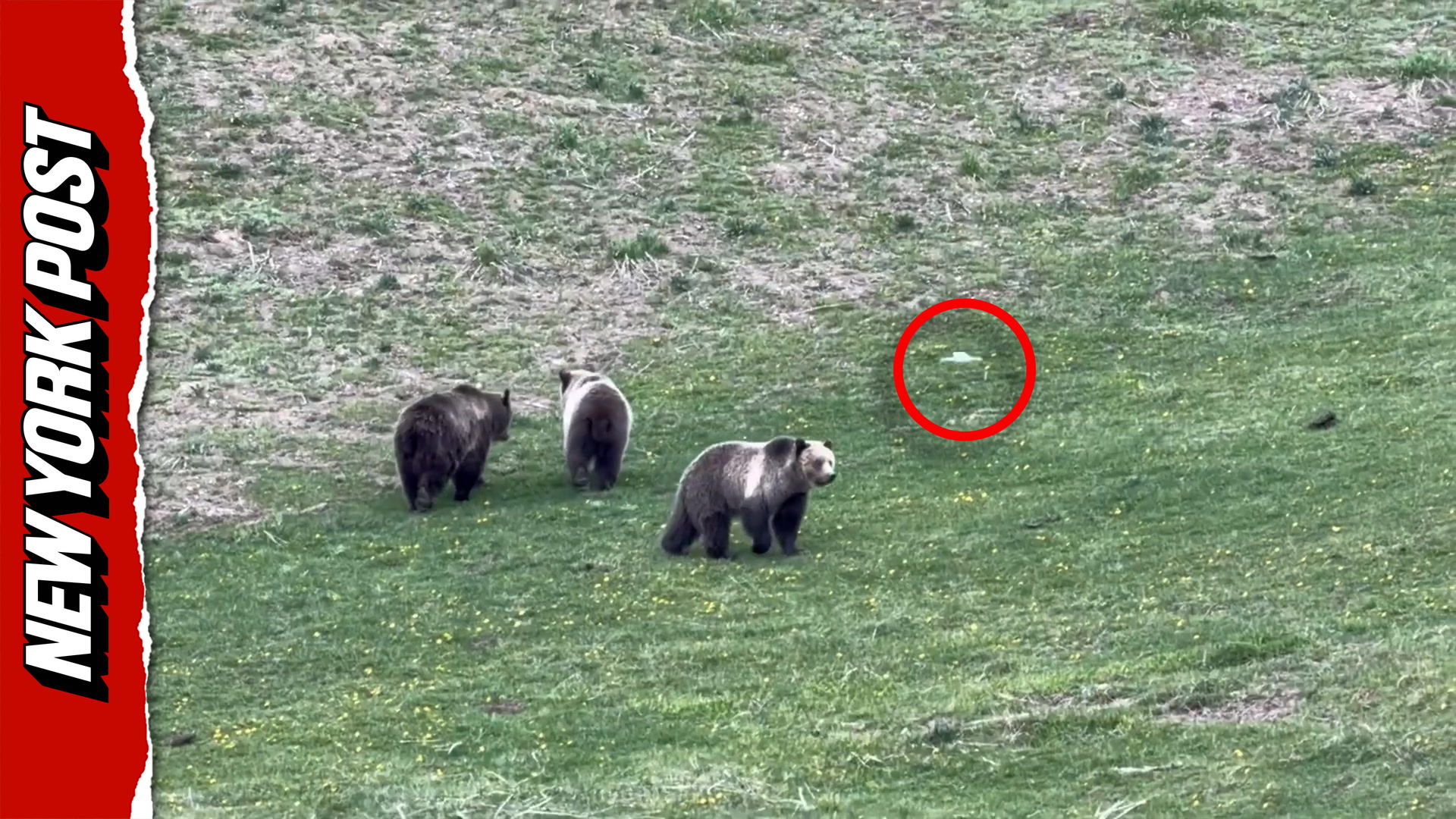 Illegal drone harasses bear family in Yellowstone