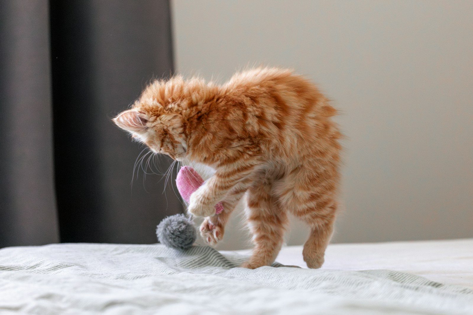 6 simple habits that can make your cat much happier at home