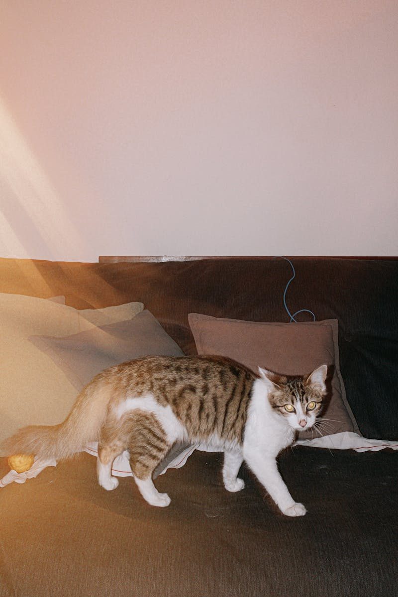 Why does your cat point their backside directly at your face?