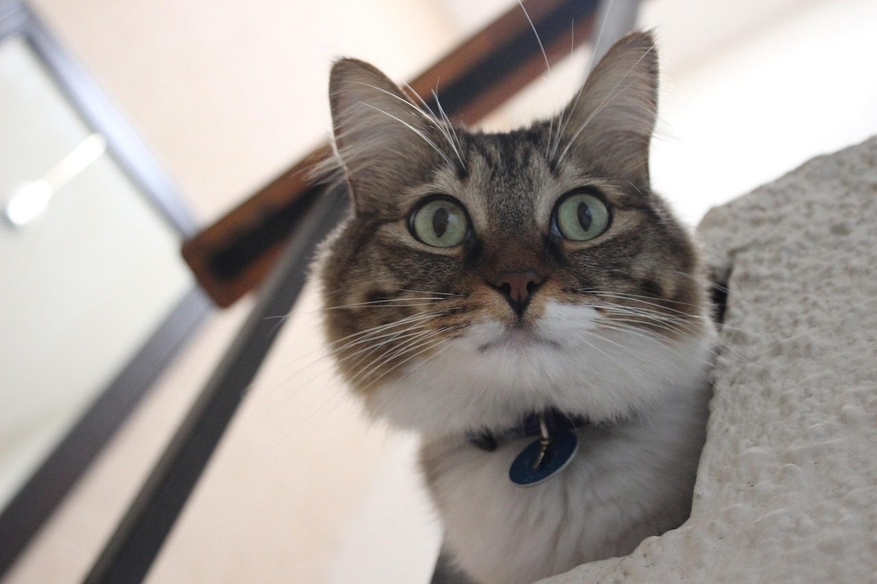 The street cat who refused to let her rescuer leave