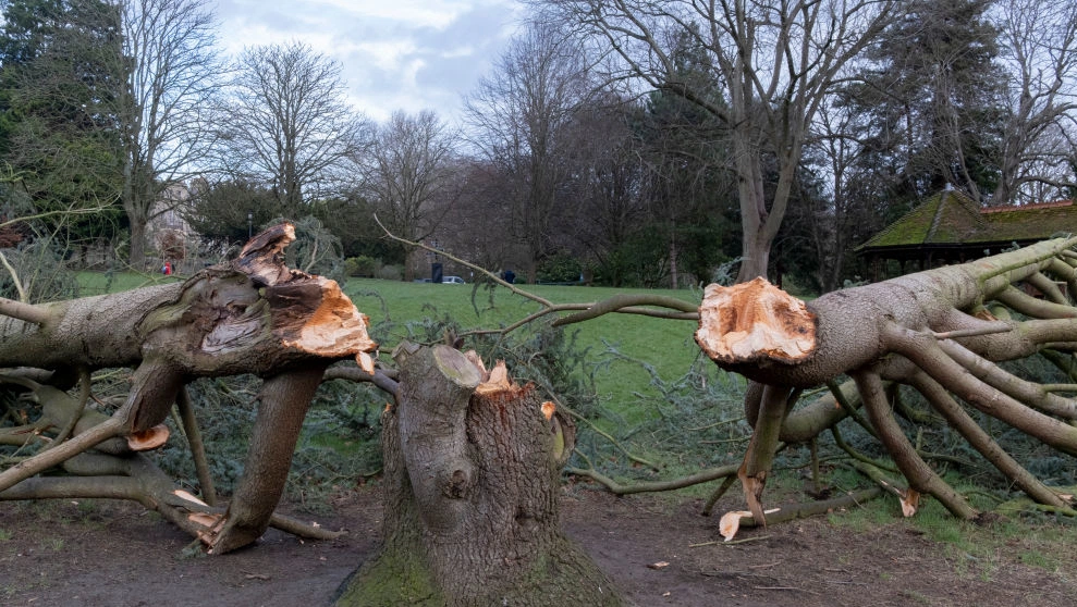 Dog walker narrowly escapes falling tree branch in Bath