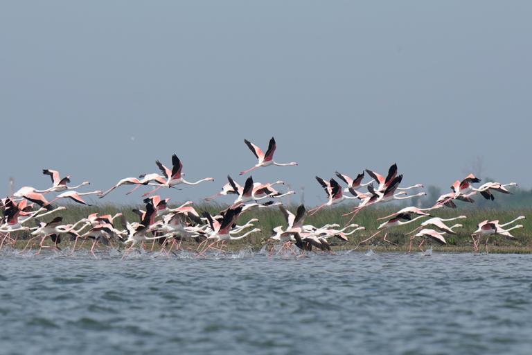 Venice’s growing flamingo population finds refuge in recovering wetlands