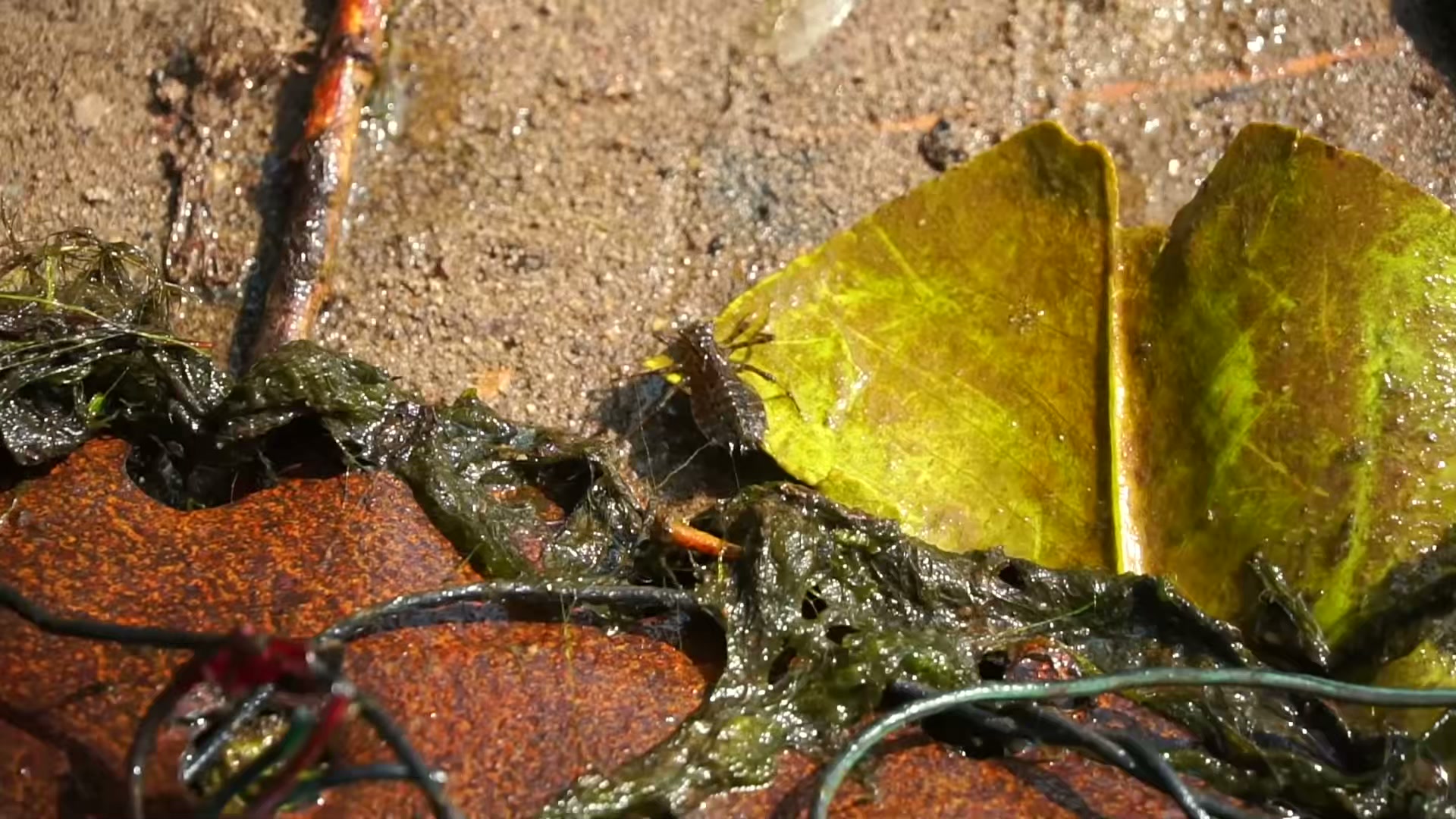 Encontré un OVNI mientras pescaba con imanes