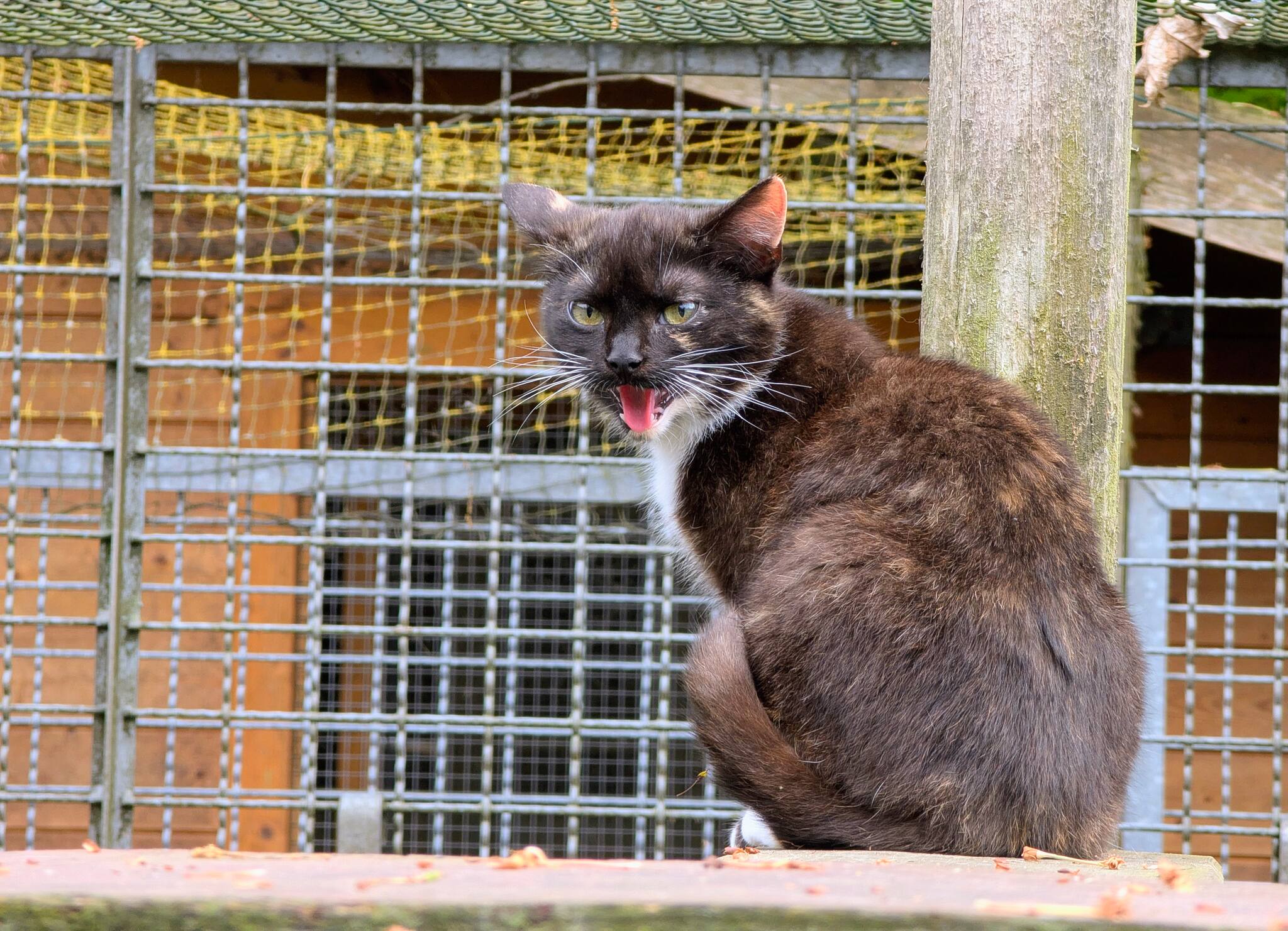 Die ängstliche Katze „Bambi“ sucht nach ihrem Happy End