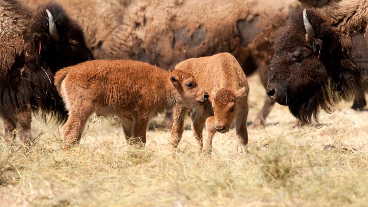 Mama buffalo breaking up a fight between two babies is too cute