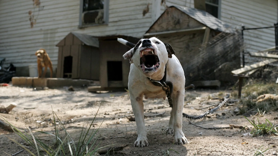 15 dog breeds known for aggressive or risky behavior
