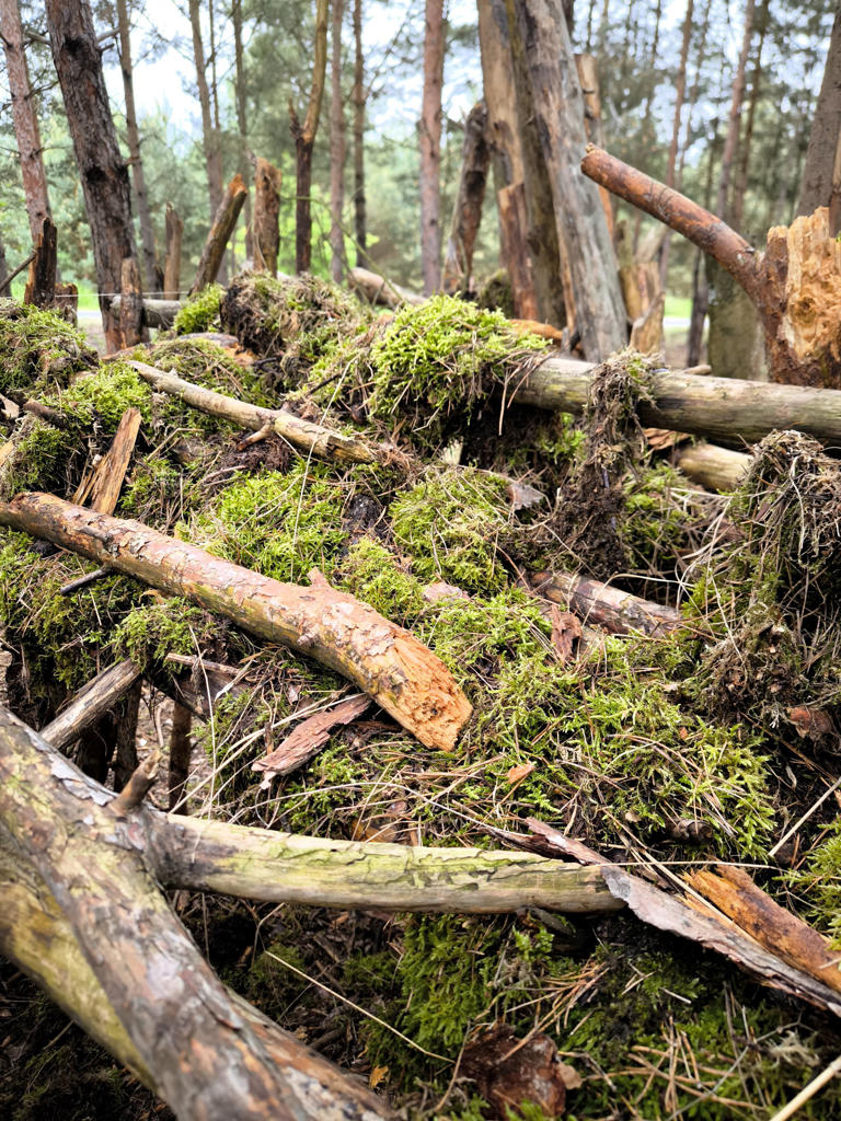 'Killer fungus' found in UK – here's why it's not a bad thing