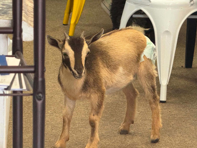 Goats join Rockford residents for painting session