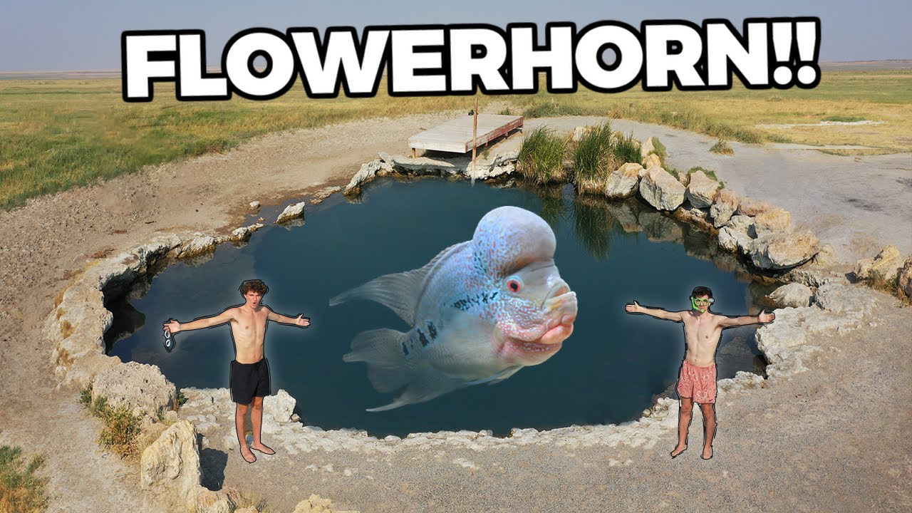 Largest flowerhorn pond (secret fish inside!)