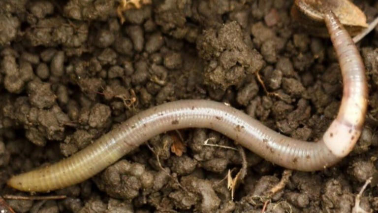 Colorado officials warn invasive 'jumping worm' is spreading across the ...