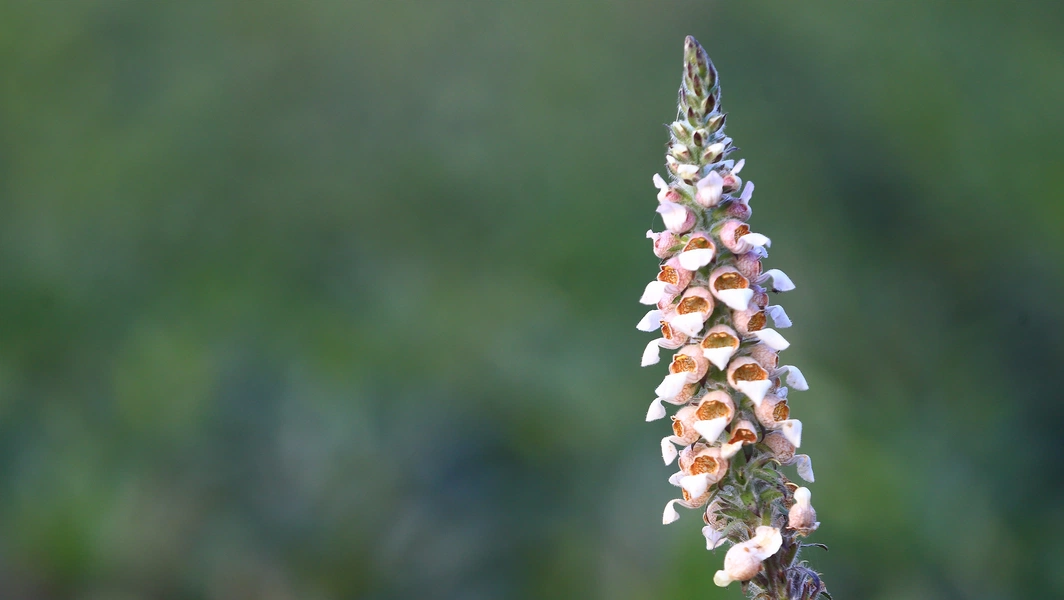 Digoxin’s journey from foxglove to modern medicine