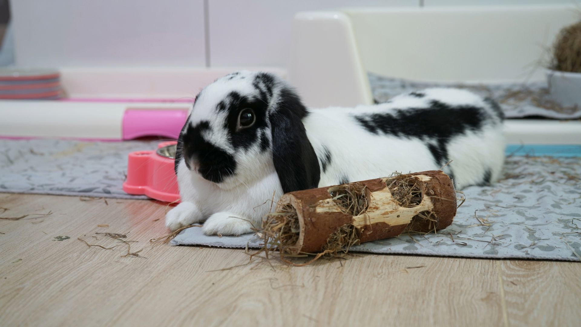 Tips for taking care of rabbits