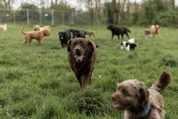 I'm a dog trainer, these 3 breeds are the hardest to train - one acts ...