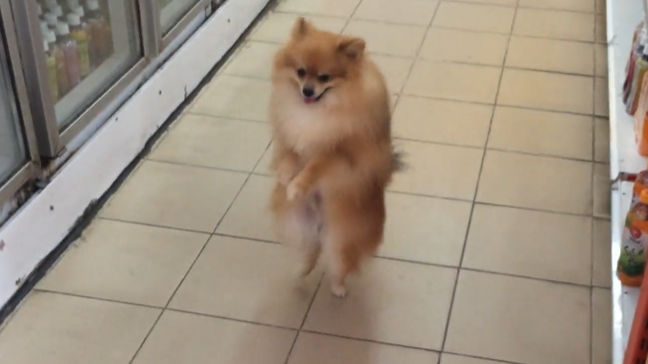 Dog spotted walking upright in Thailand