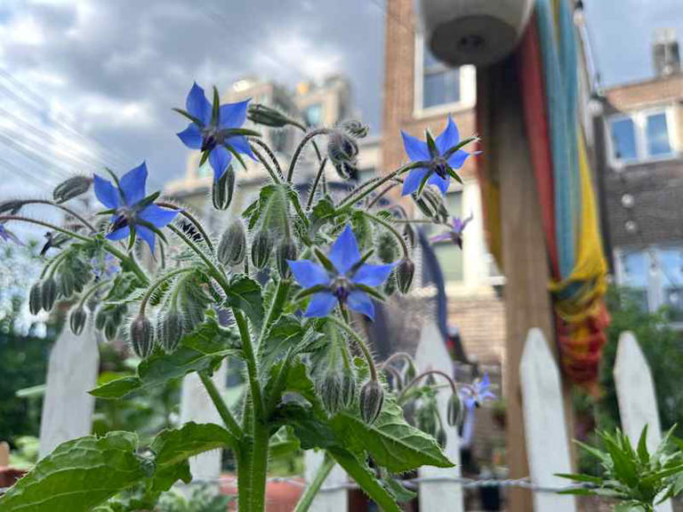 4 flowers I plant every year as a professional gardener