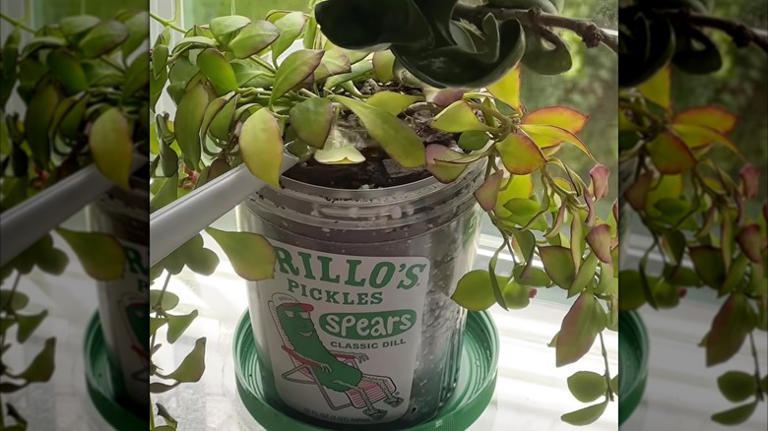 Use an empty pickle jar to create the perfect planter and drip tray combo