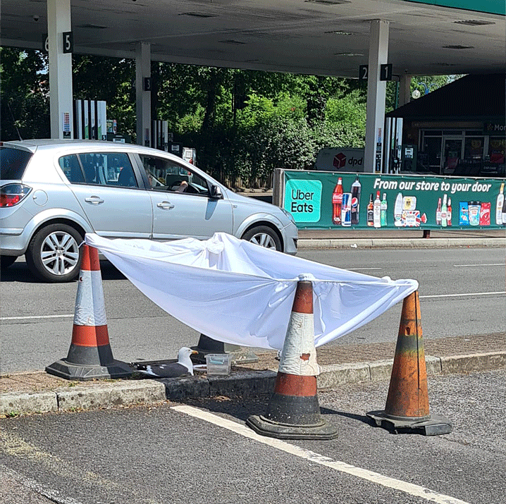 Supermarket staff praised for creating sun shade for seagull nesting in ...