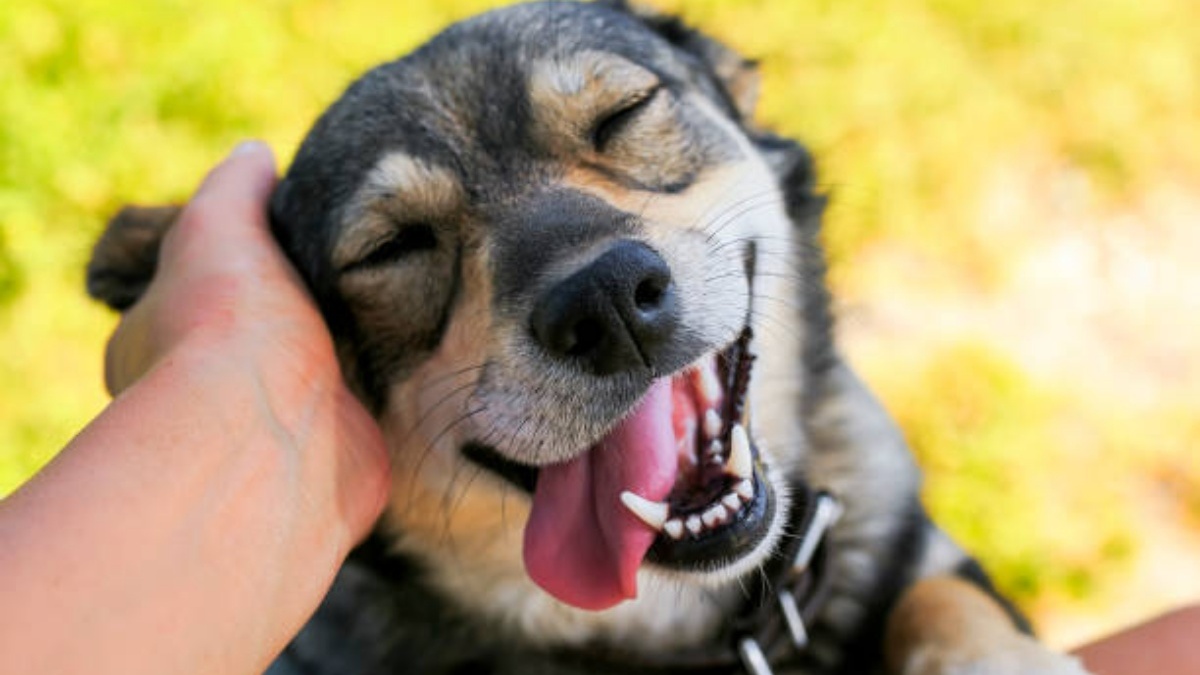 Behaviors that may indicate your pet is completely content