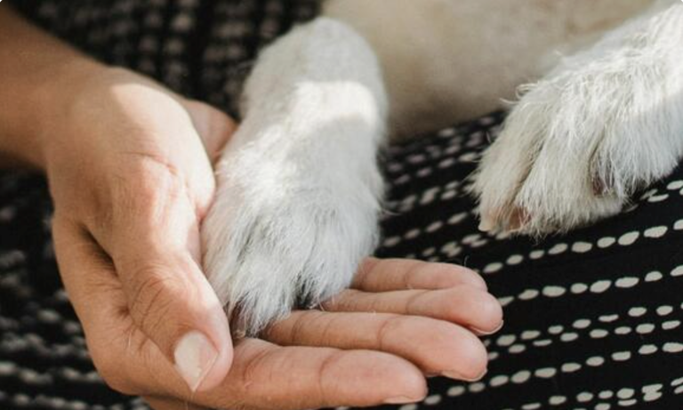 “She’s safe now”: The message this little dog's care team hopes her ...