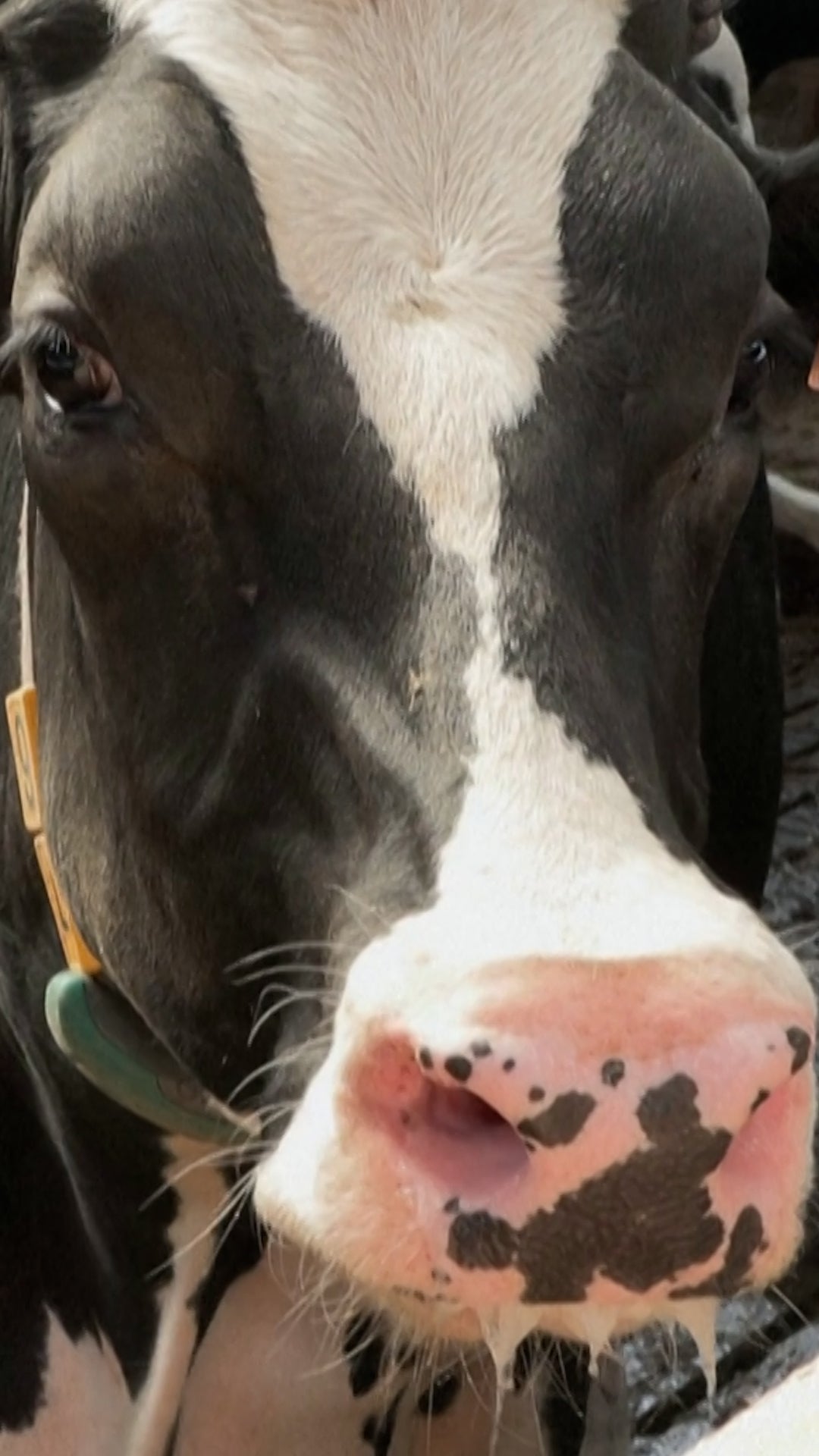 Keeping cows cool in France