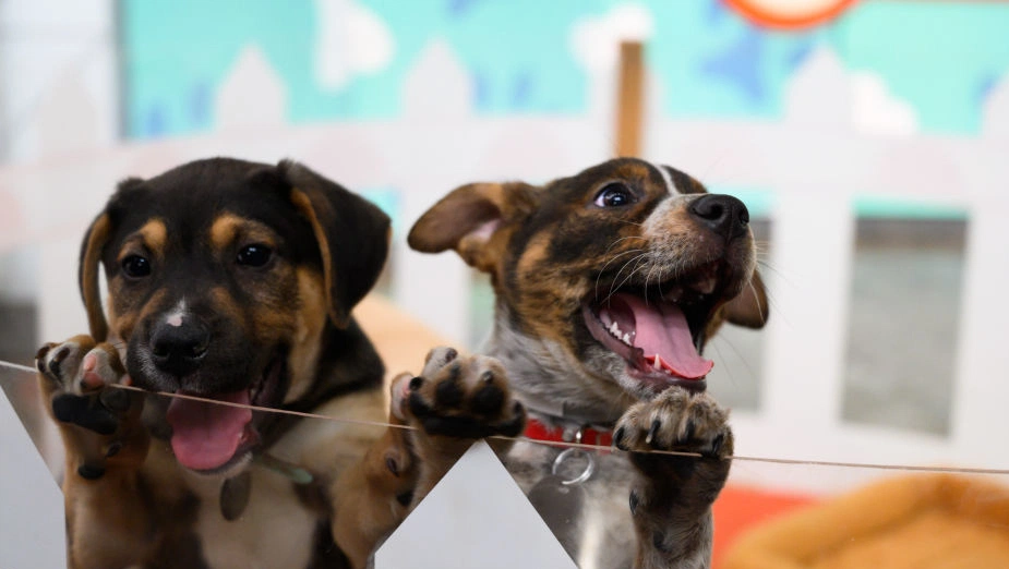 Raising a confident, happy puppy through smart socialization