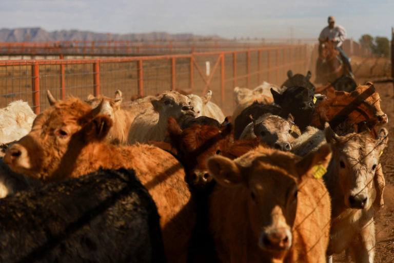 The flesh-eating parasite that infests humans and pets