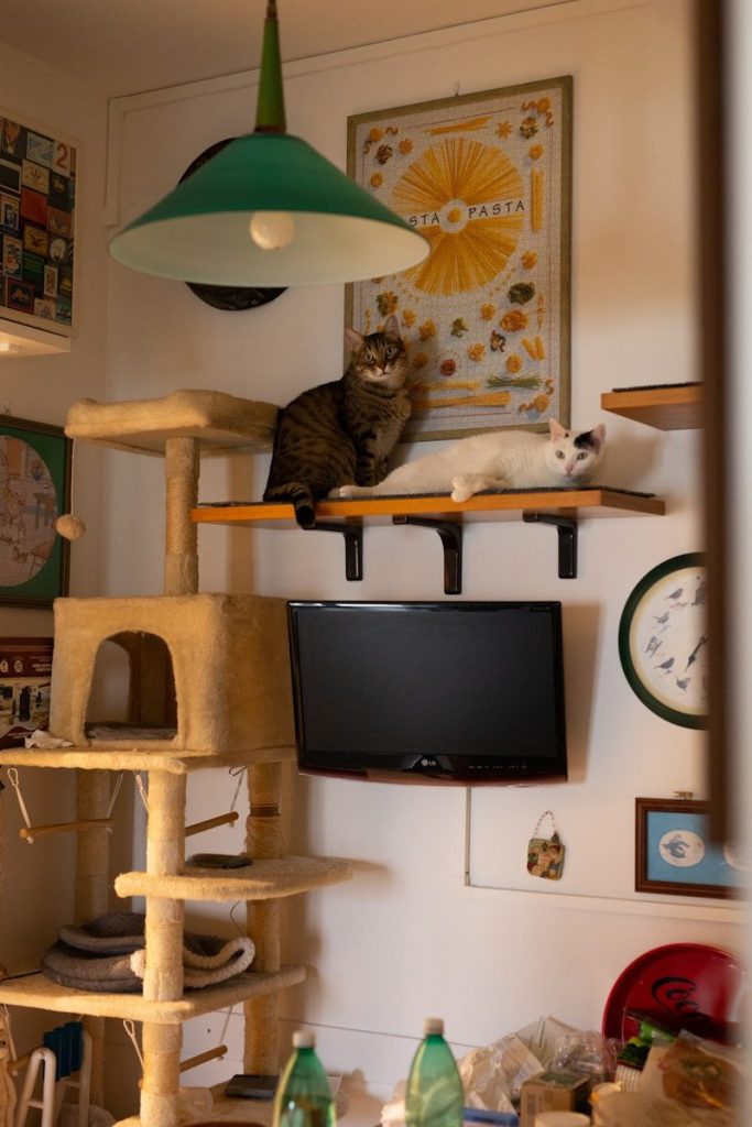 How one rescued kitten got her own miniature forest playground