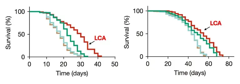 The gut molecule that mimics caloric restriction without muscle loss
