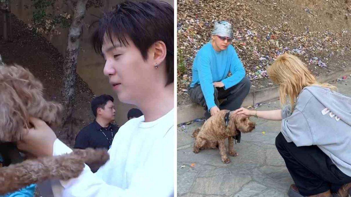 Conoce a Stoney, el 'octavo' integrante de BTS con cuatro patas que les ...