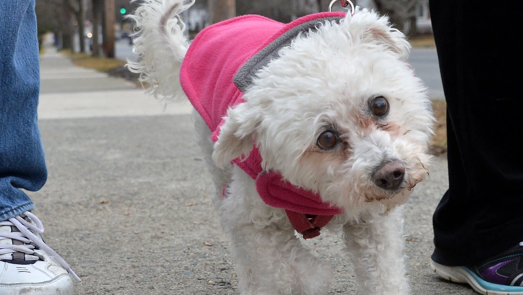 13 calm and well-behaved dog breeds