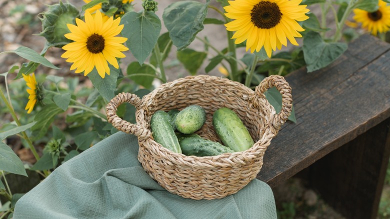 15 flowering companion plants that can ward off pests from garden cucumbers