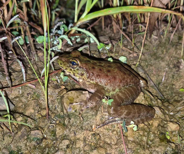 Amolops Kamal: New frog species discovered in Nagaland