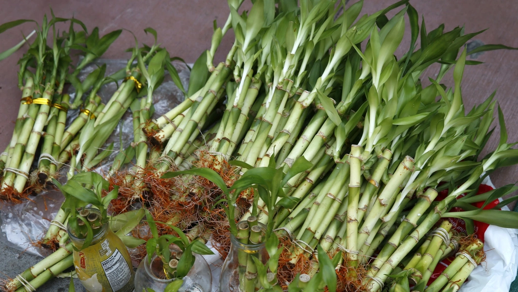 Bamboo care secrets every plant lover needs