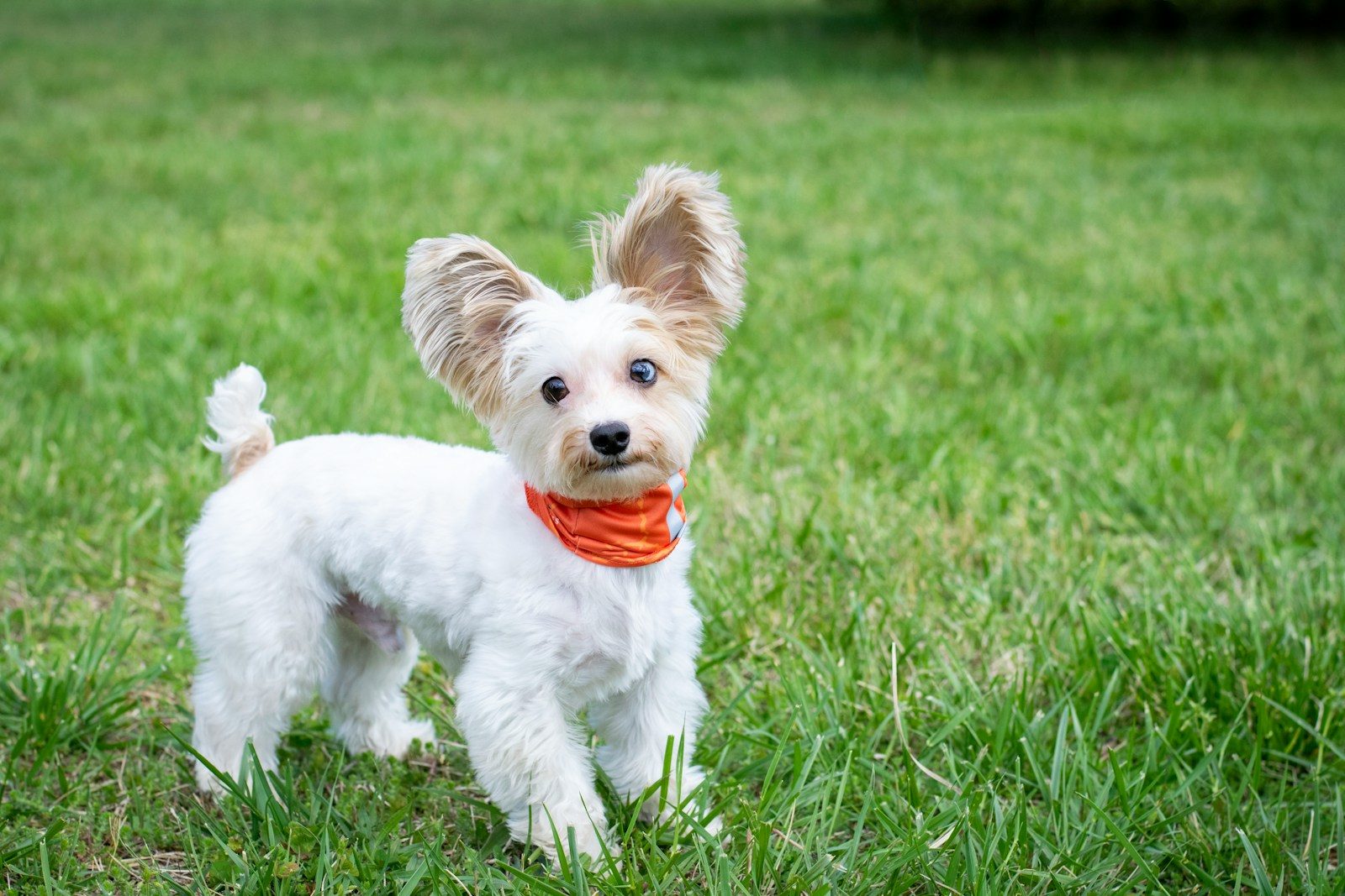 Tiny Dog Breeds That Stay Small Their Entire Lives