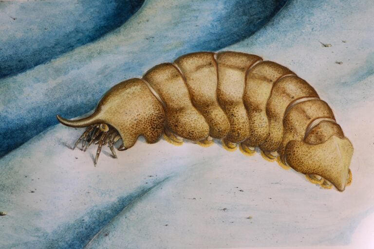 500-million-year-old fossil rewrites a missing chapter of Earth’s history