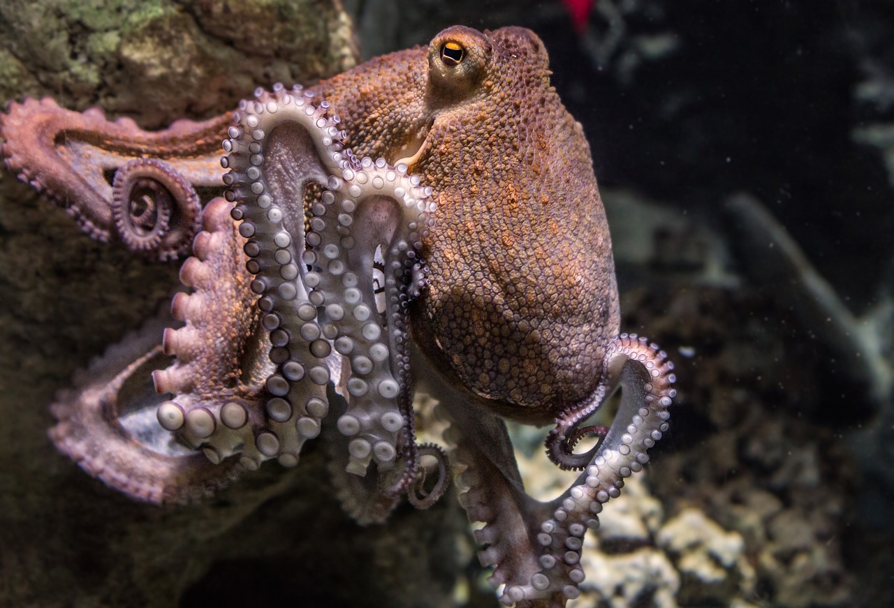 The shocking truth behind the amazing intelligent octopus