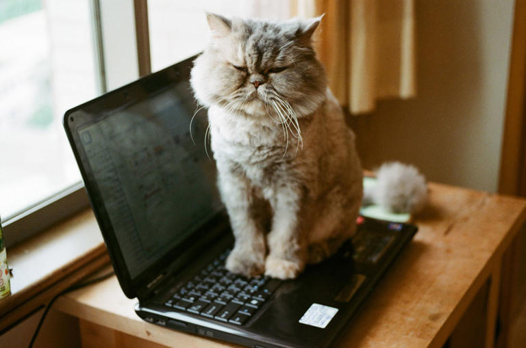 The (not so cute) reason your cat loves sitting on your laptop