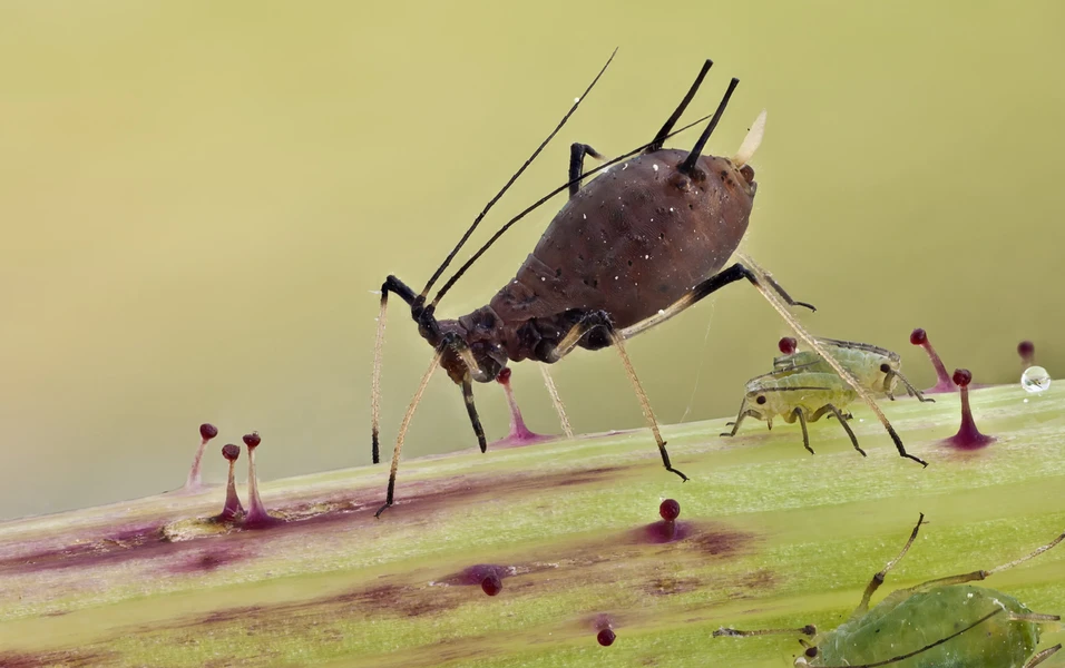 June brings surge of pests targeting shade trees