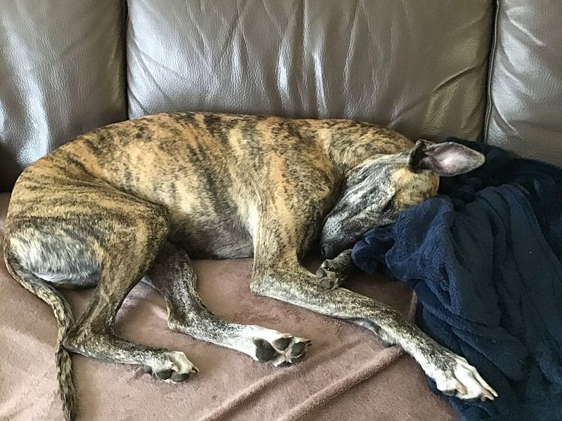 These 11 dogs are emotionally sensitive and may need extra reassurance