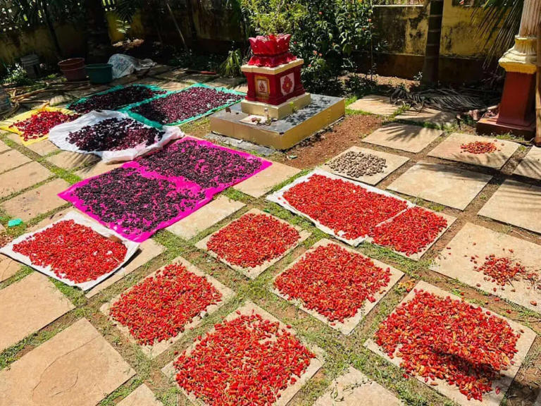 Chilli farmers in Pernem celebrate harvest amid challenges
