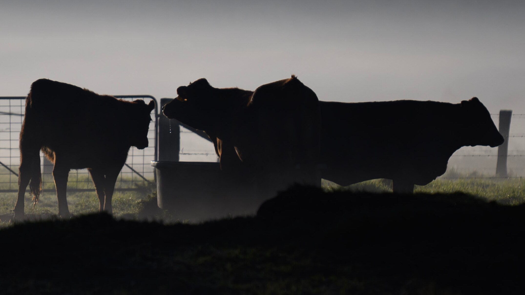 Cattle company inadvertently tipped off Queensland DPI to biosecurity ...
