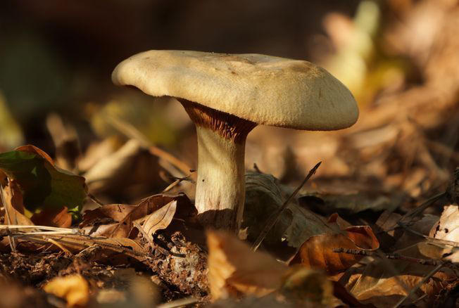 Champignons médicinaux : des bienfaits encourageants pour la mémoire, l ...