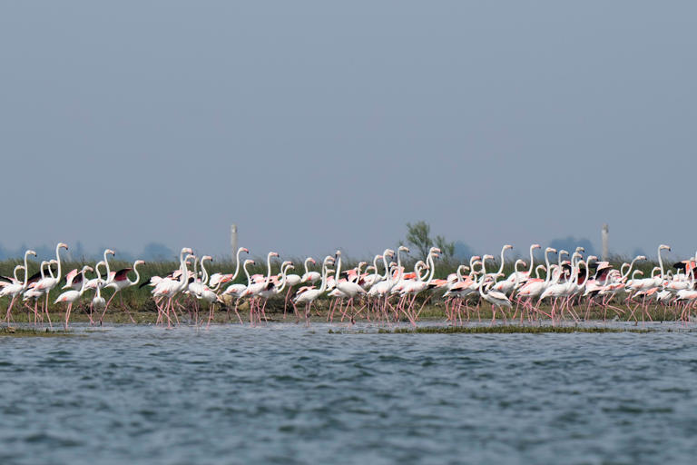 Venice’s growing flamingo population finds refuge in recovering wetlands