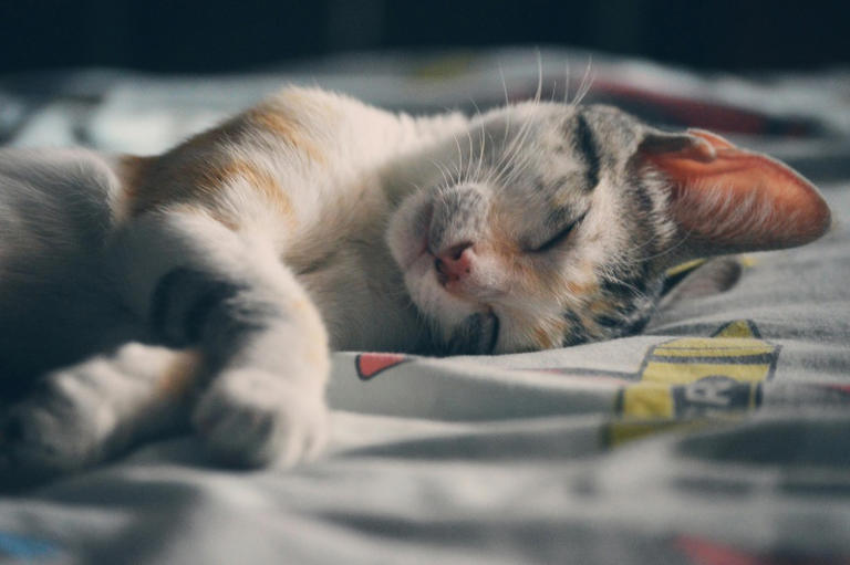 Why some cats suddenly stop sleeping next to their owners