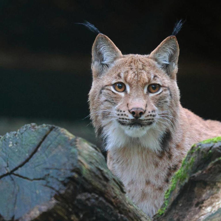 Nach dem Wolf will NRW den Luchs zurück in seinen Wäldern