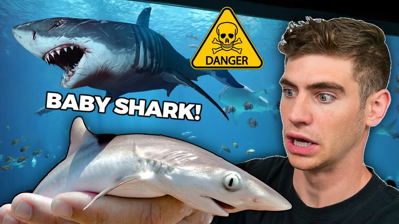 Catching baby shark for public aquarium (close encounter)