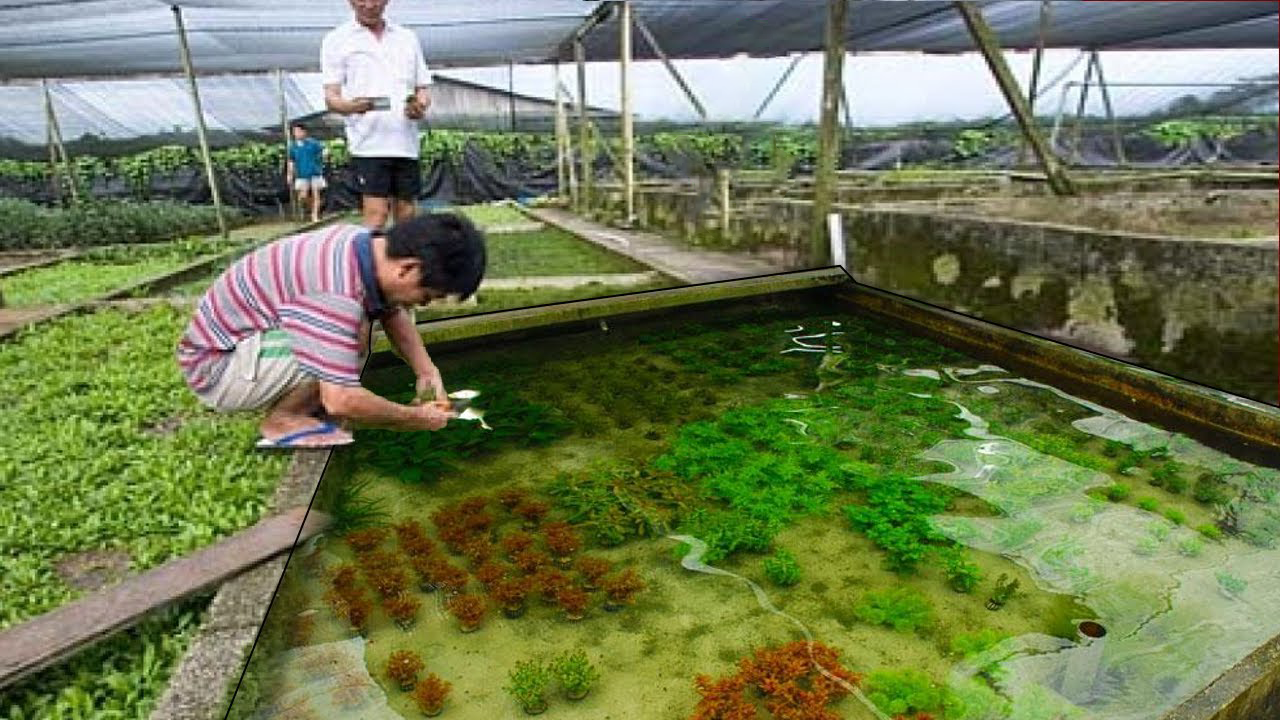 Tour inside amazing aquatic plant farm (Singapore)