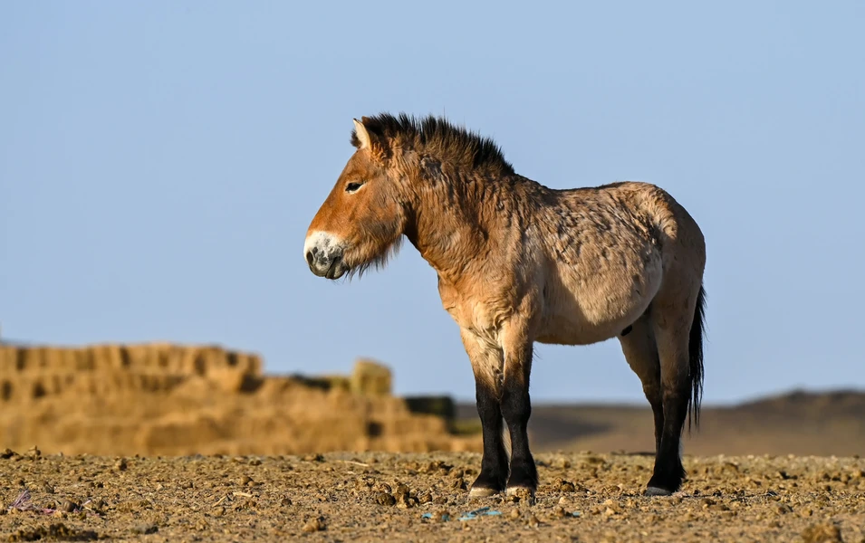 Community-led conservation drives rare species recoveries worldwide
