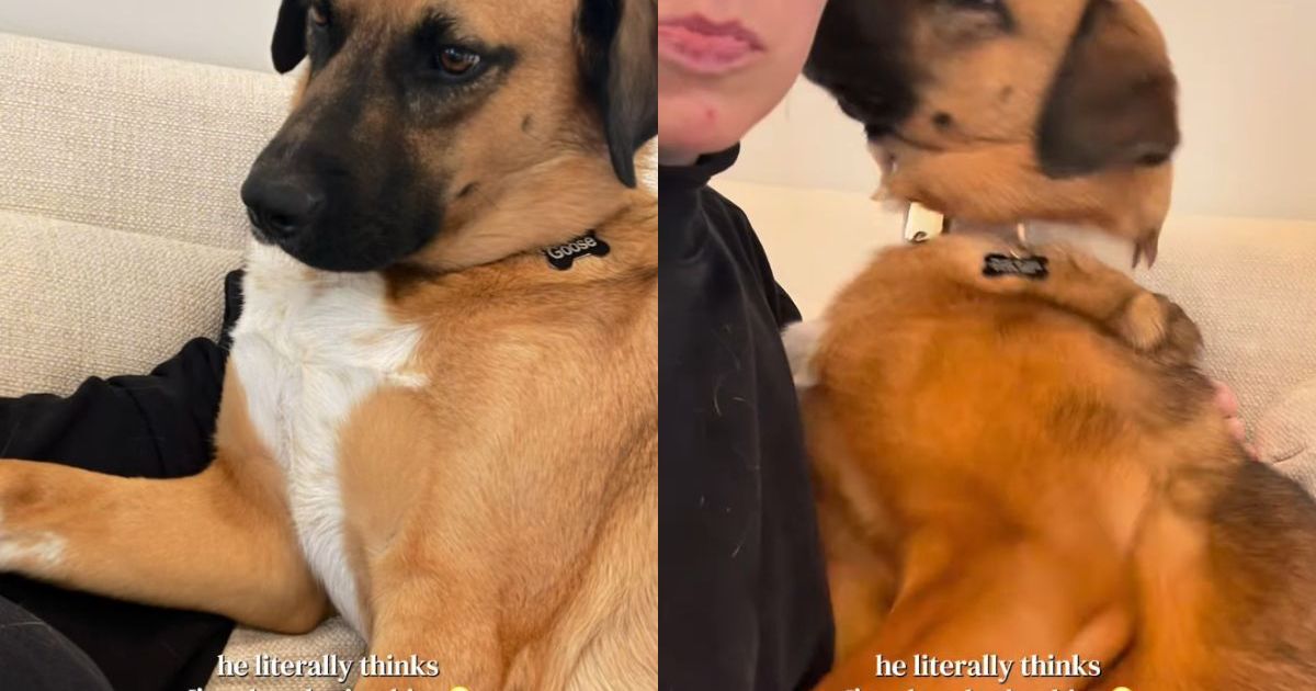 Rescue dog clings to mom like a little baby, afraid she is abandoning him